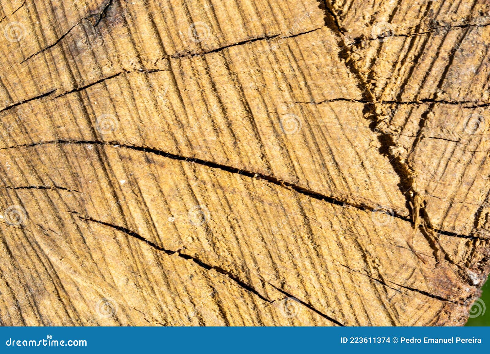 Cut Tree Trunk Part Seen with Relief and Cracks in a Textured ...