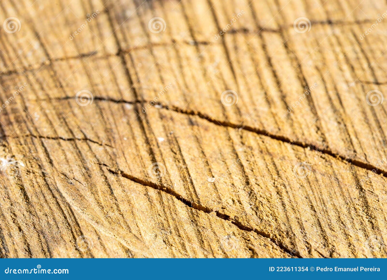 Cut Tree Trunk Part Seen with Relief and Cracks in a Textured ...