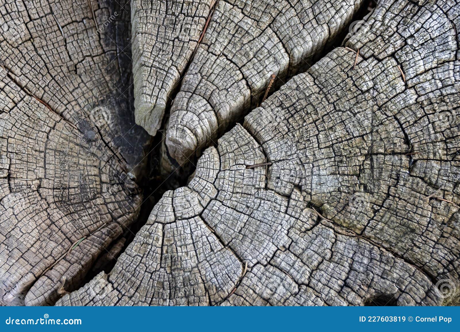 Cut tree trunk stock image. Image of abstract, tree - 227603819