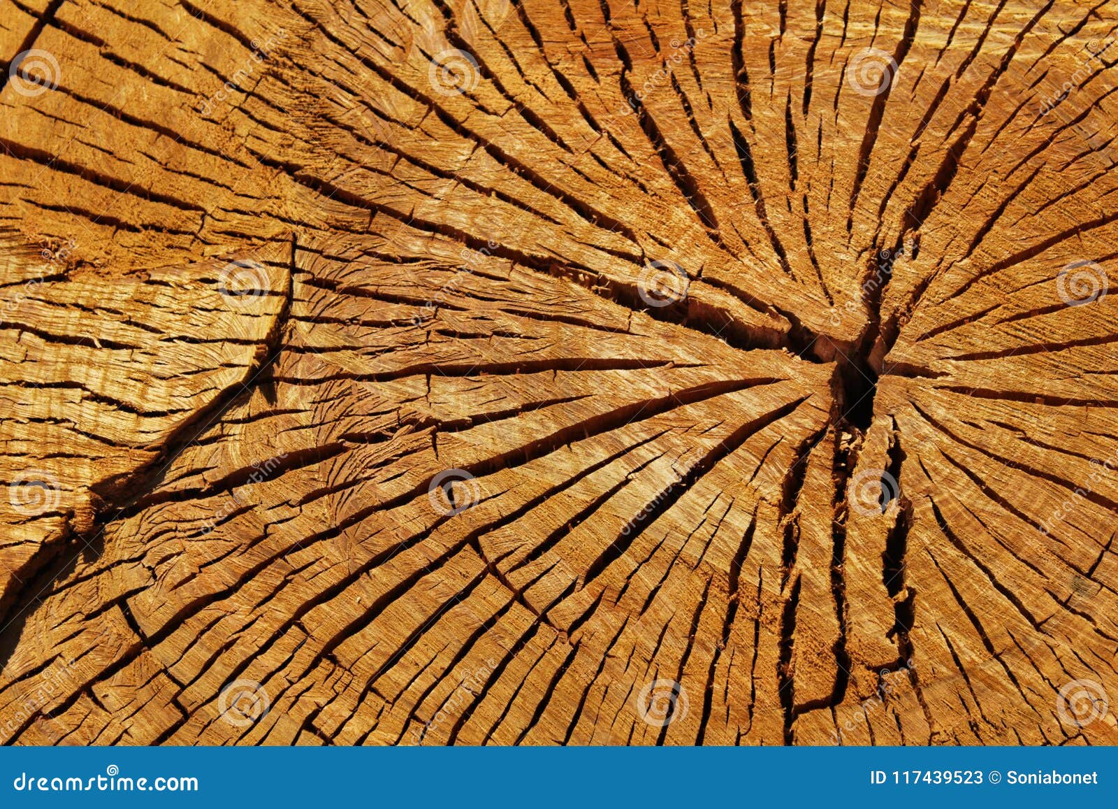 Cut Tree Trunk Ring Texture Stock Image - Image of years, forest: 117439523