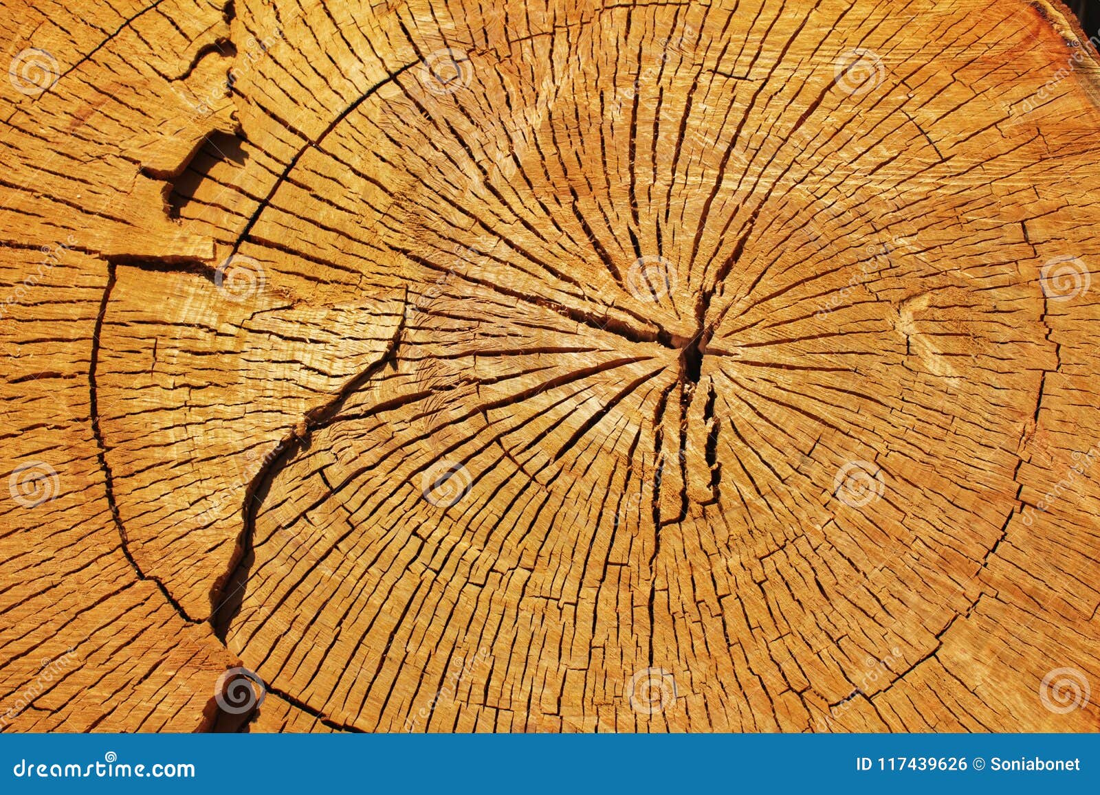Cut Tree Trunk Ring Texture Stock Photo - Image of natural, closeup ...