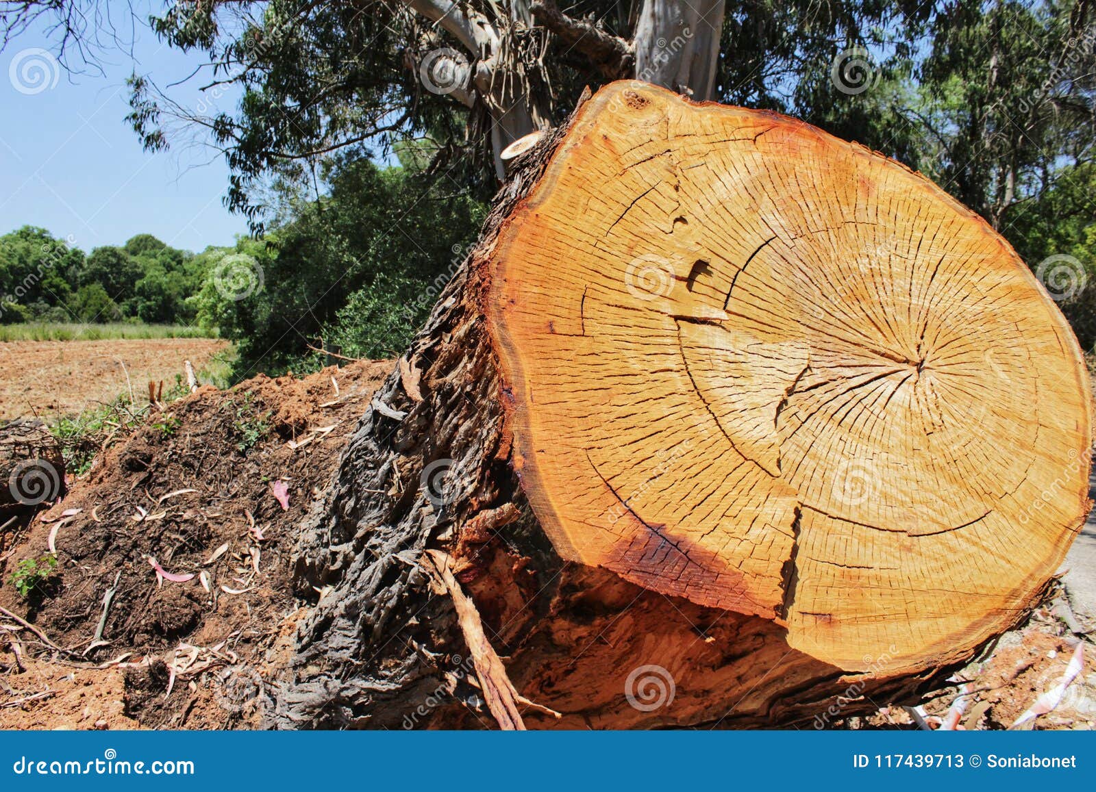 Cut Tree Trunk Ring Texture Stock Image - Image of nature, timber ...