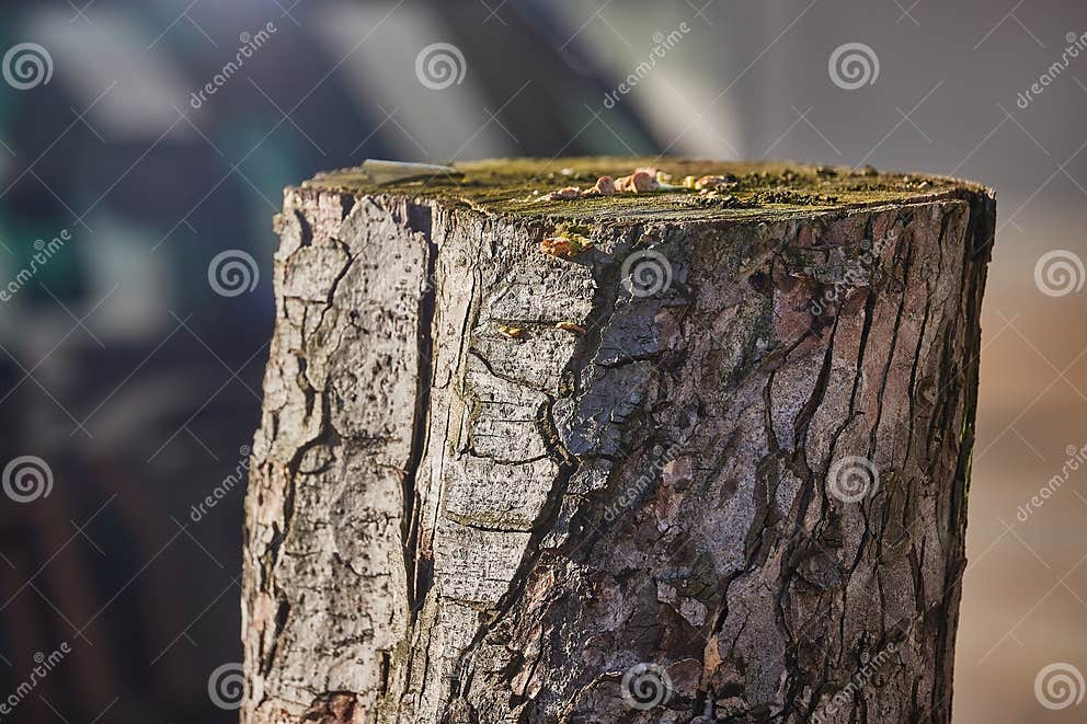 Stump of a chopped tree stock image. Image of thick - 278837469