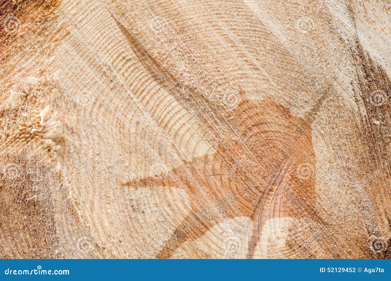 Cut Tree Trunk Texture Background Stock Photo - Image of closeup, plant ...