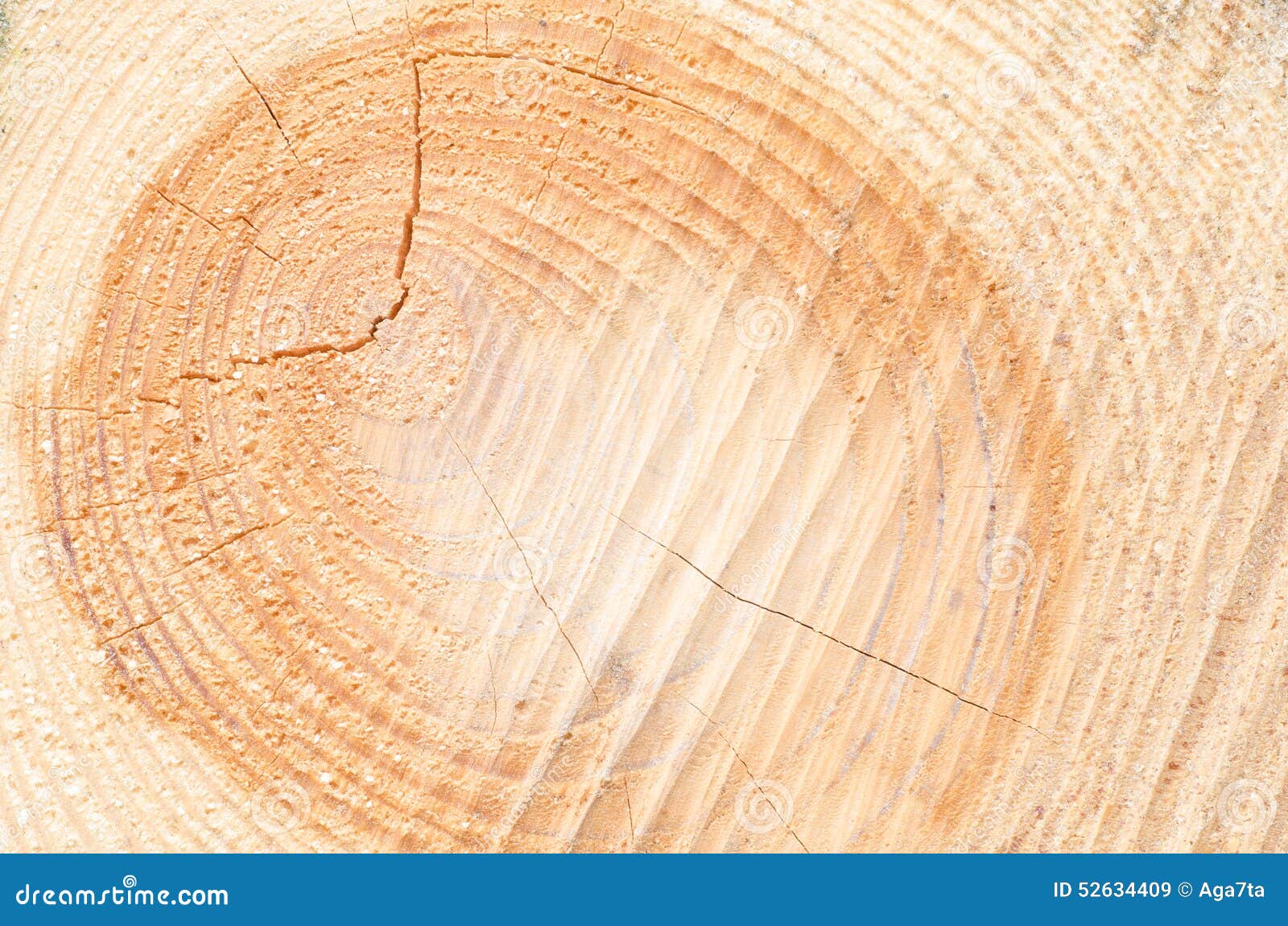 Cut Tree Trunk Texture Background Stock Image - Image of tree, slice ...