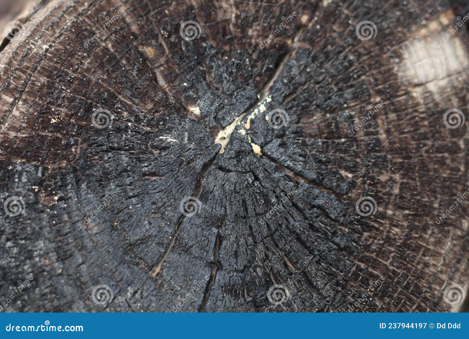 Cut tree trunk texture stock image. Image of geology - 237944197