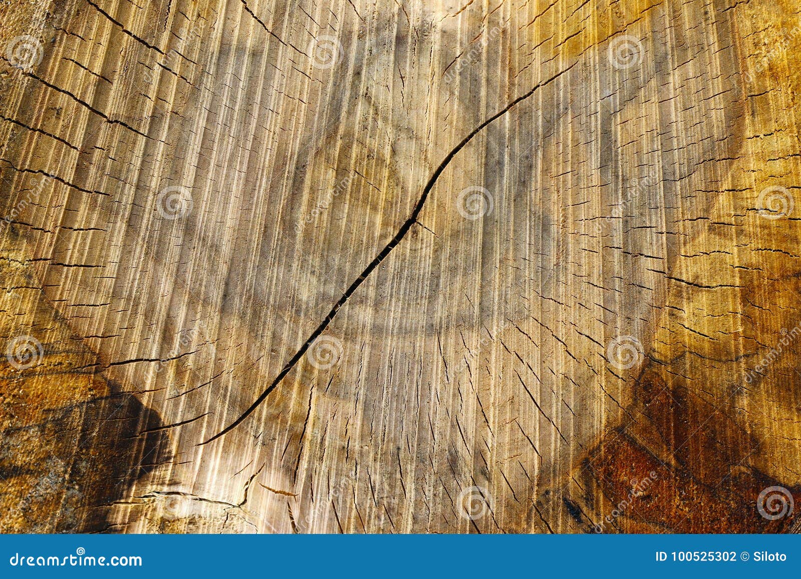Cut Tree Trunk - Texture of Wood Stock Photo - Image of serrations ...