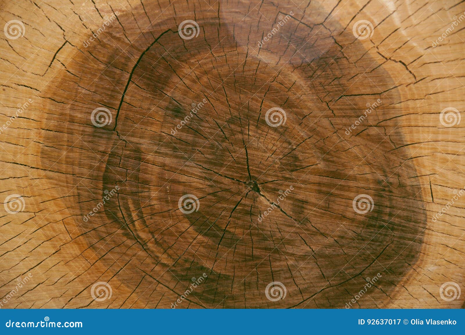 Cut tree trunk, texture stock image. Image of abstract - 92637017