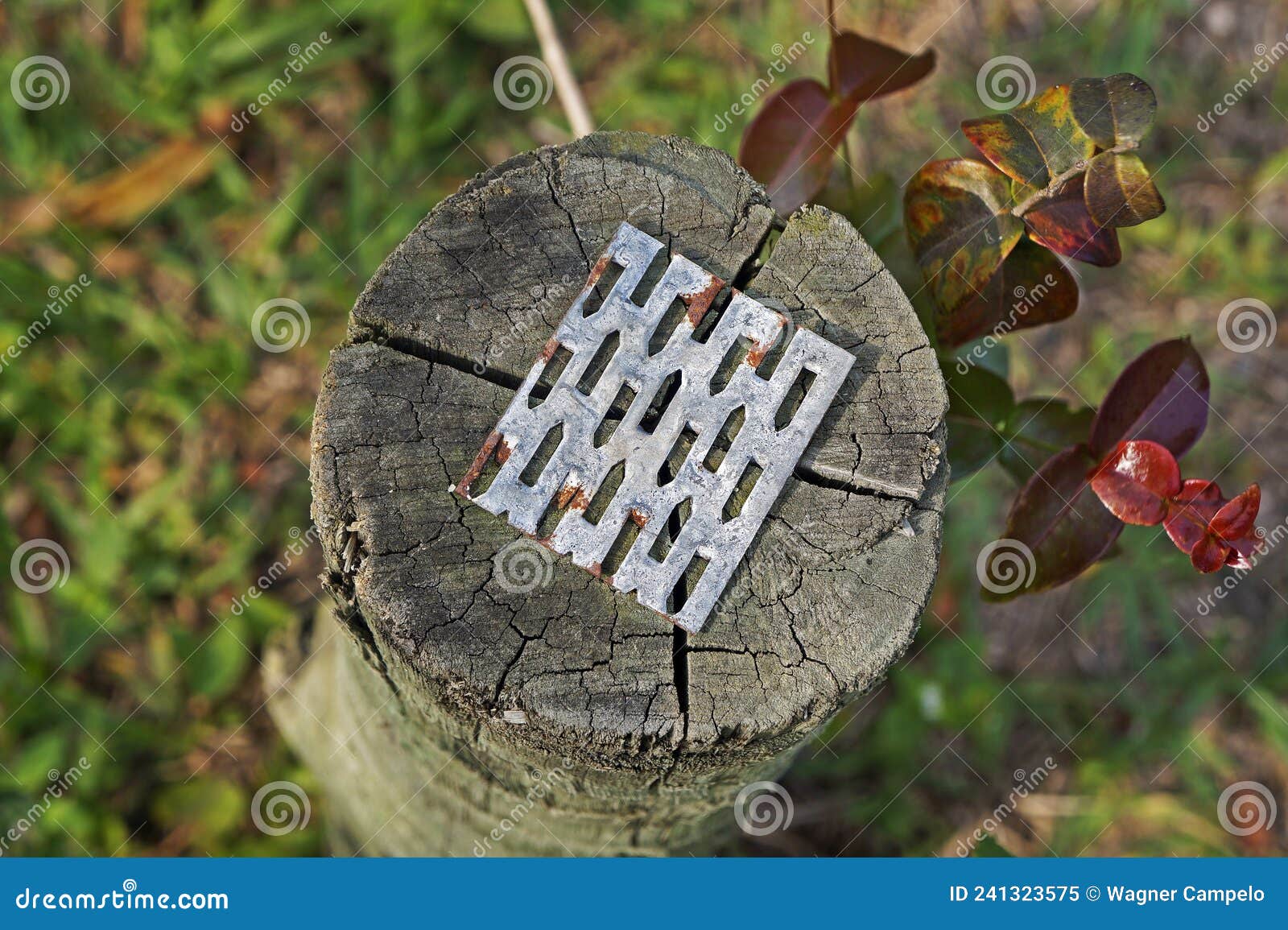 Cut Tree Trunk in Tropical Rainforest, Rio Stock Image - Image of rings ...