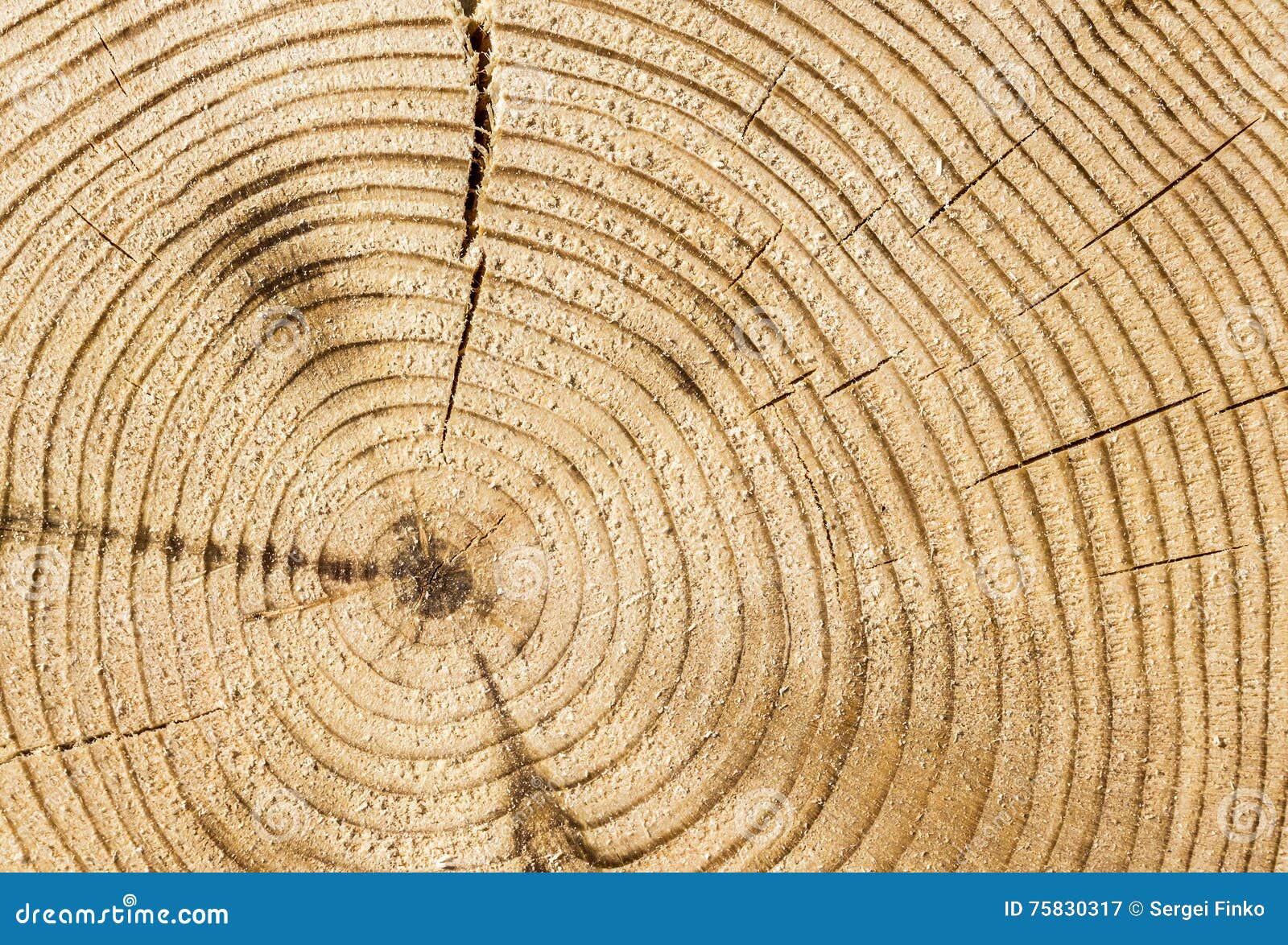 Cut tree trunk stock image. Image of grain, nature, forest - 75830317