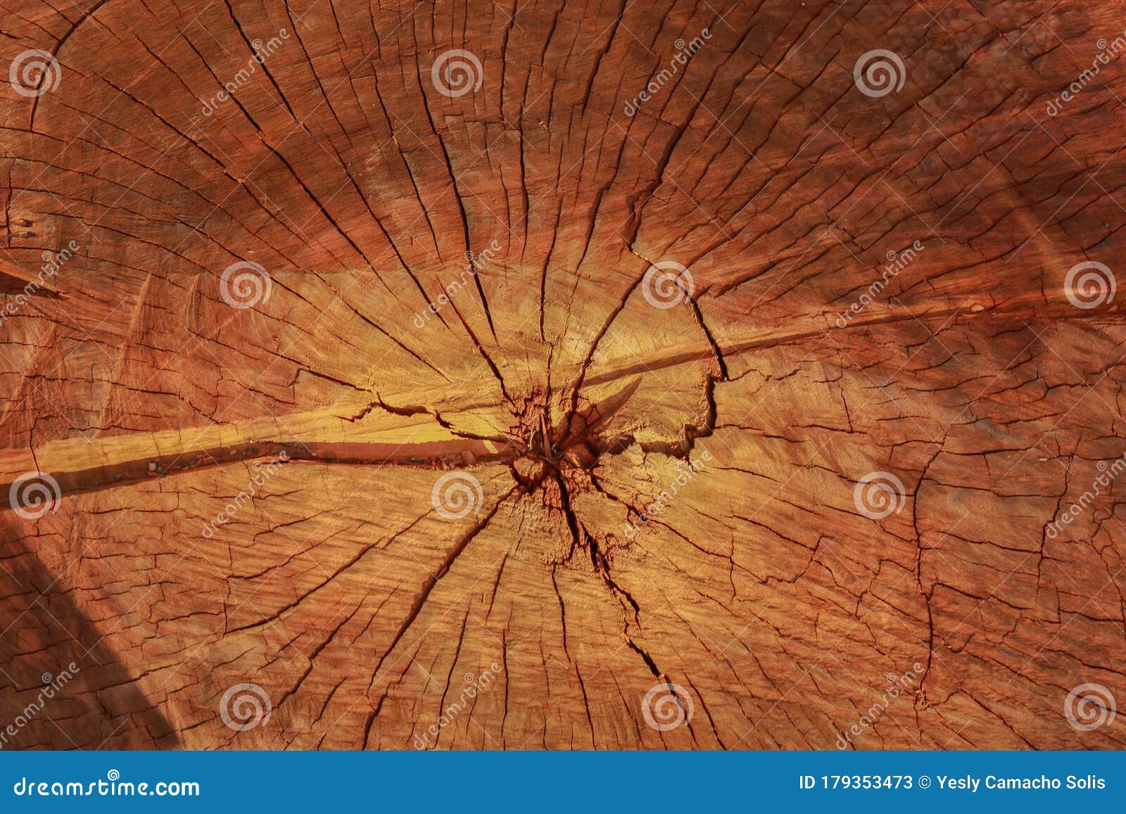 Cut Tree Trunk. Wood Texture Stock Image - Image of trunk, board: 179353473