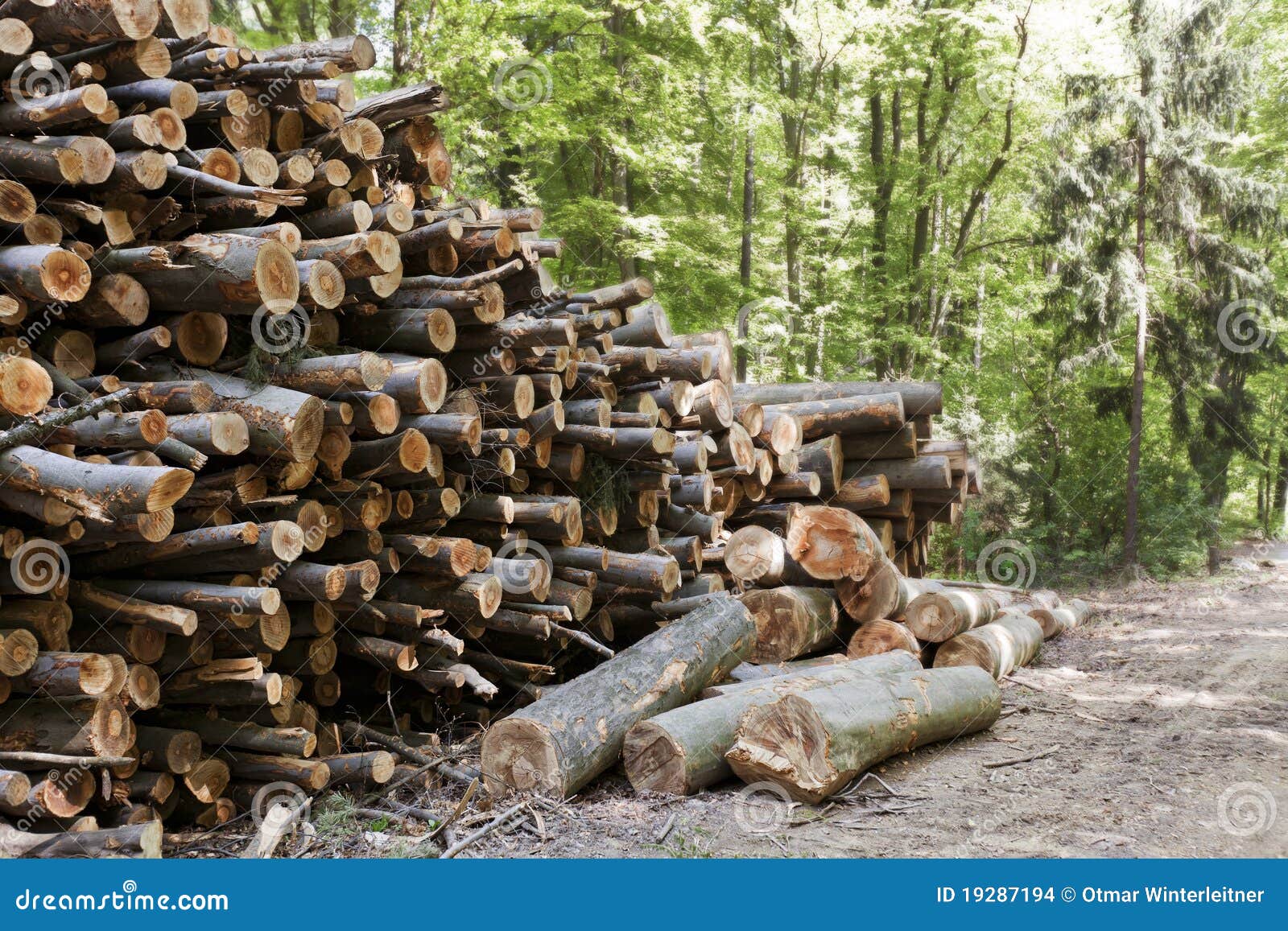 Cut tree trunks. stock photo. Image of natural, green - 19287194