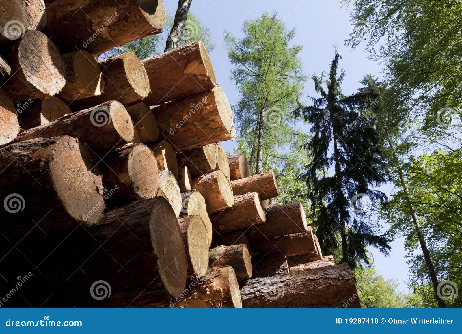 Cut tree trunks. stock photo. Image of outdoors, mixed - 19287410