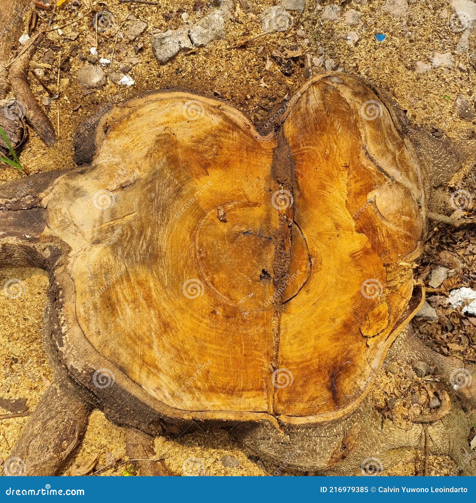 Cut tree trunks stock image. Image of yellow, plant - 216979385