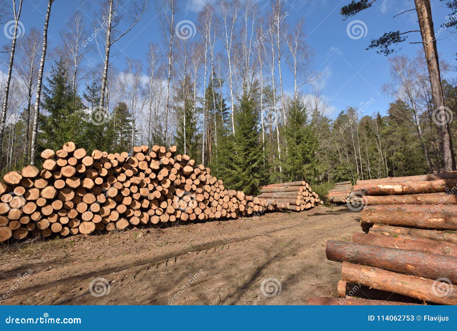 Cut Tree Trunks in the Forest Stock Image - Image of fireplace, lumber ...