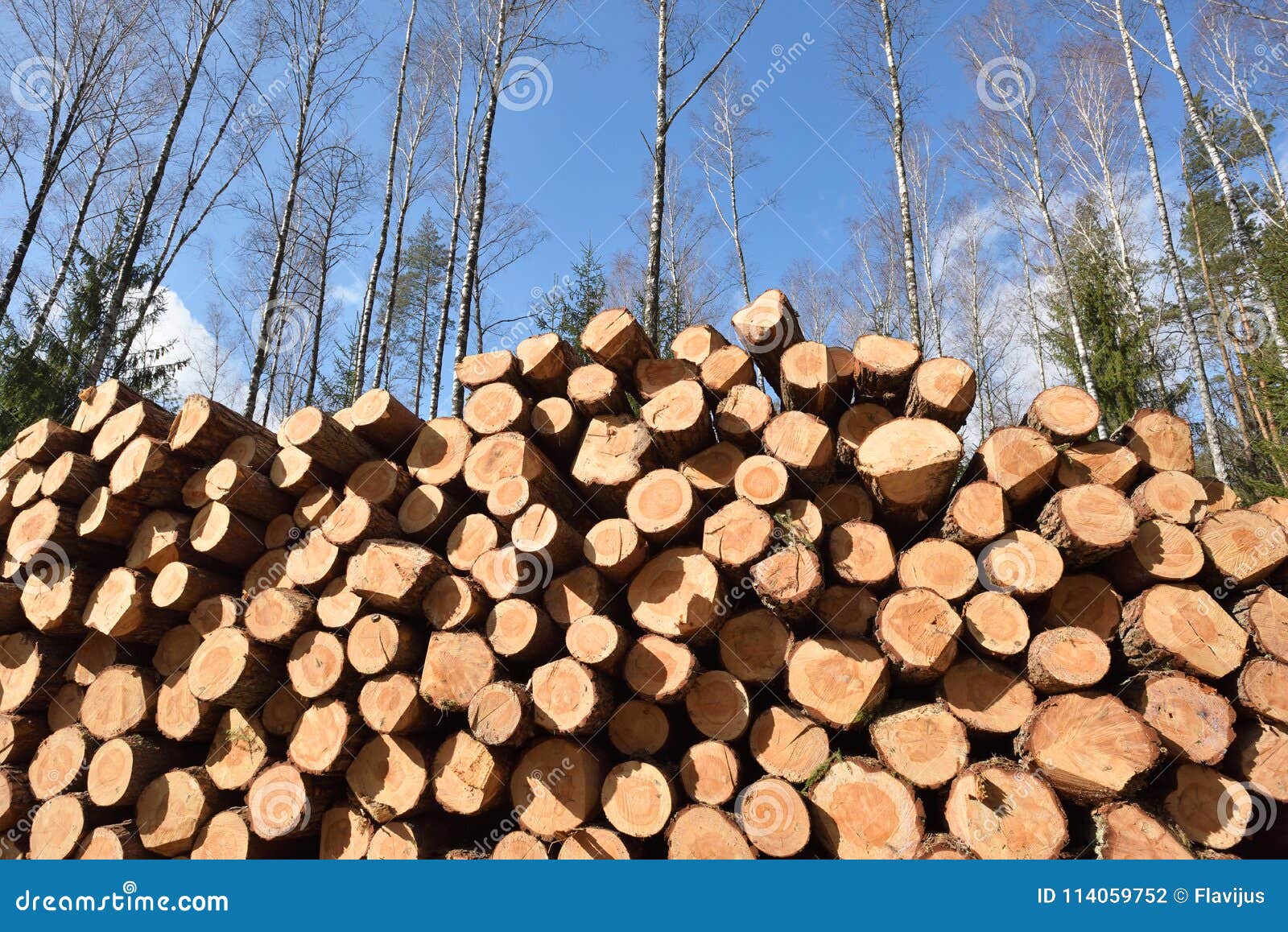 Cut Tree Trunks in the Forest Stock Photo - Image of bark, landscape ...