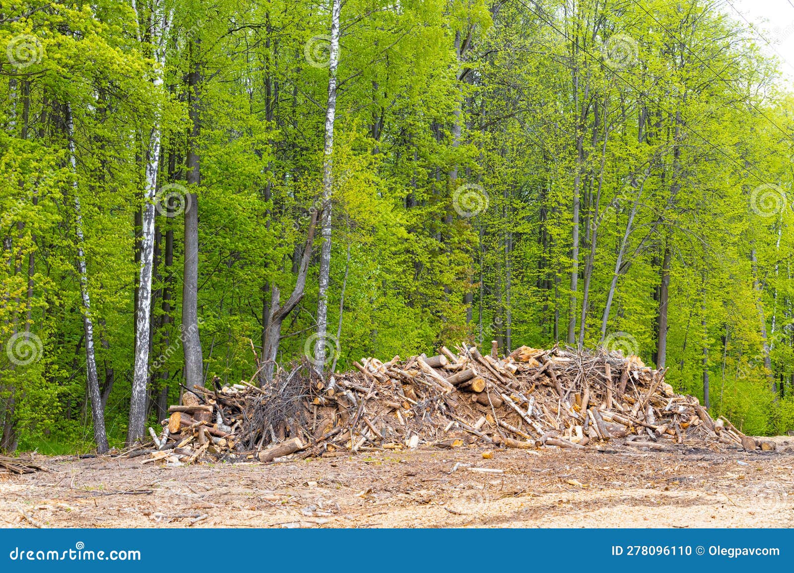 Cut Tree Trunks Lie in the Forest Stock Photo - Image of civilization ...