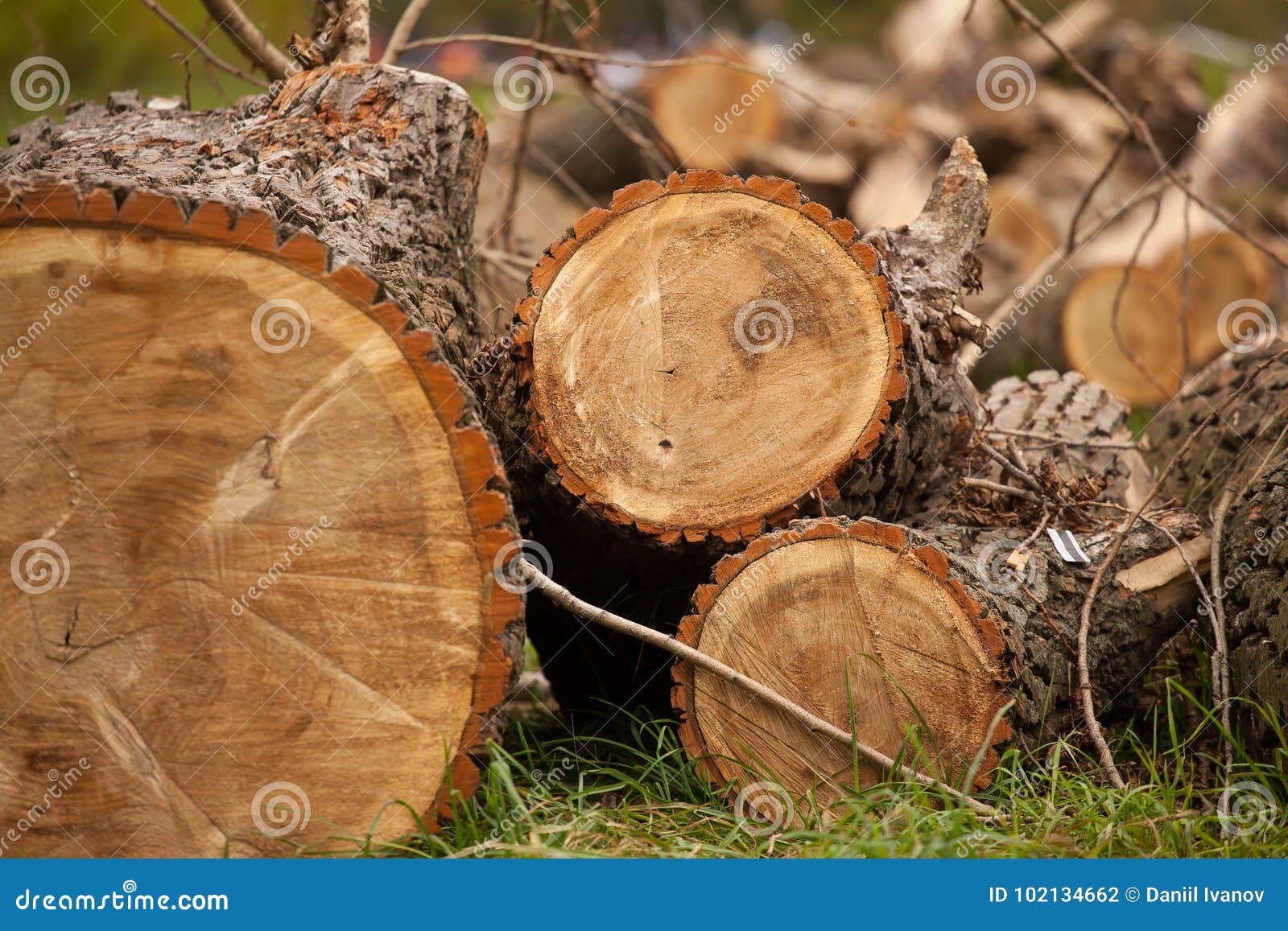 Cut Tree Trunks Lying on Ground Stock Photo - Image of annual, shooting ...