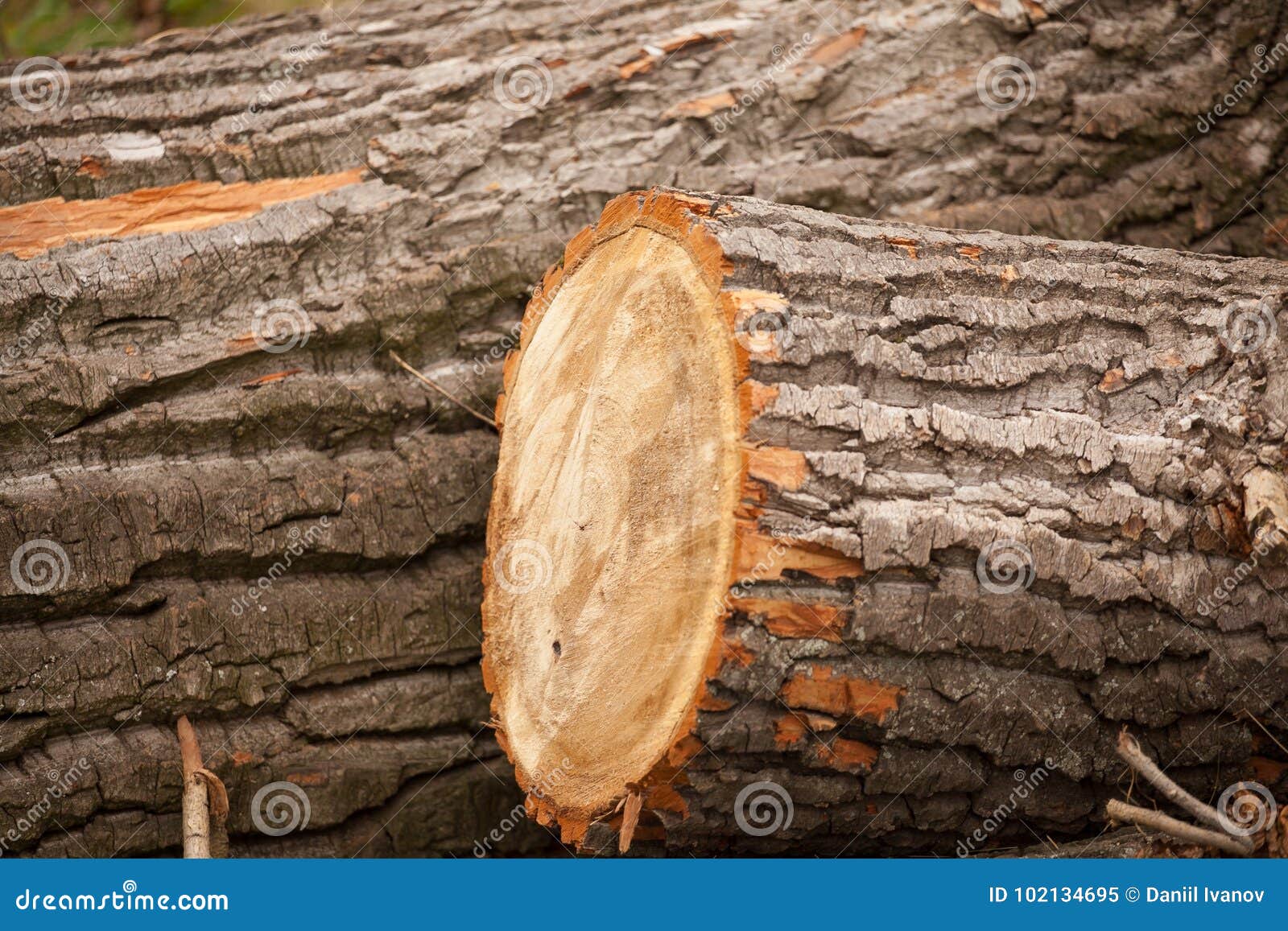 Cut Tree Trunks Lying on Ground Stock Image - Image of grass ...