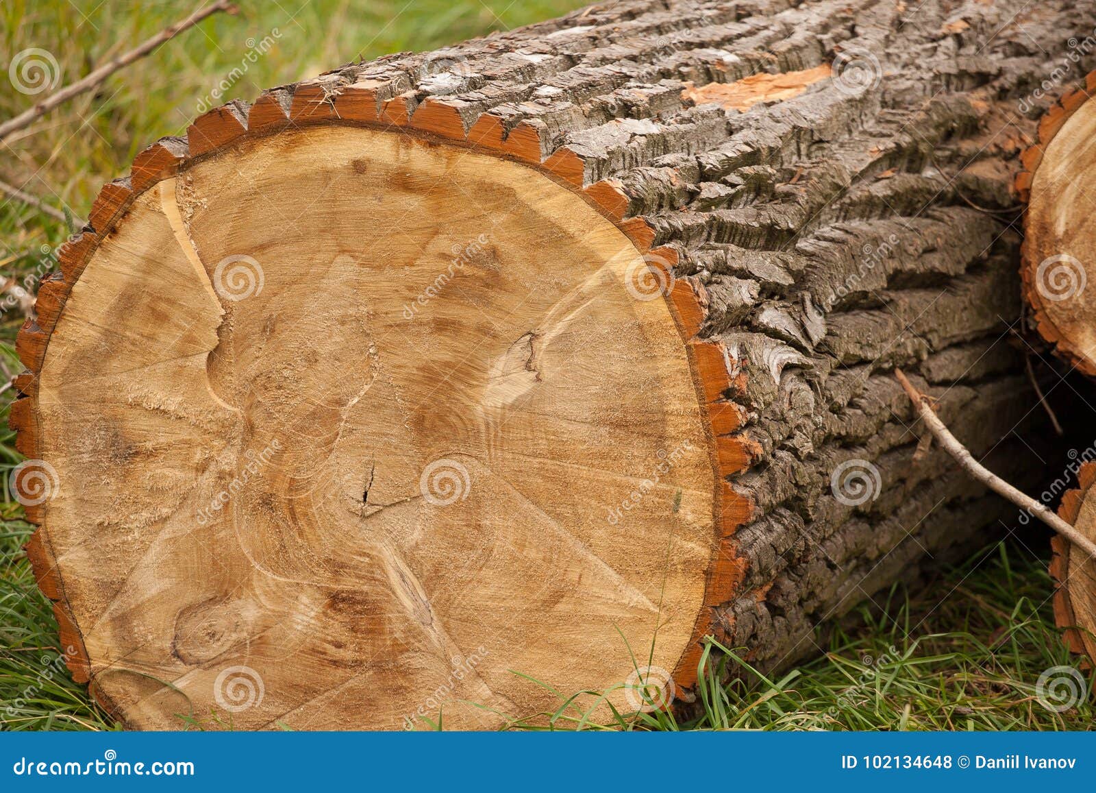Cut Tree Trunks Lying on Ground Stock Photo - Image of hobby, hold ...