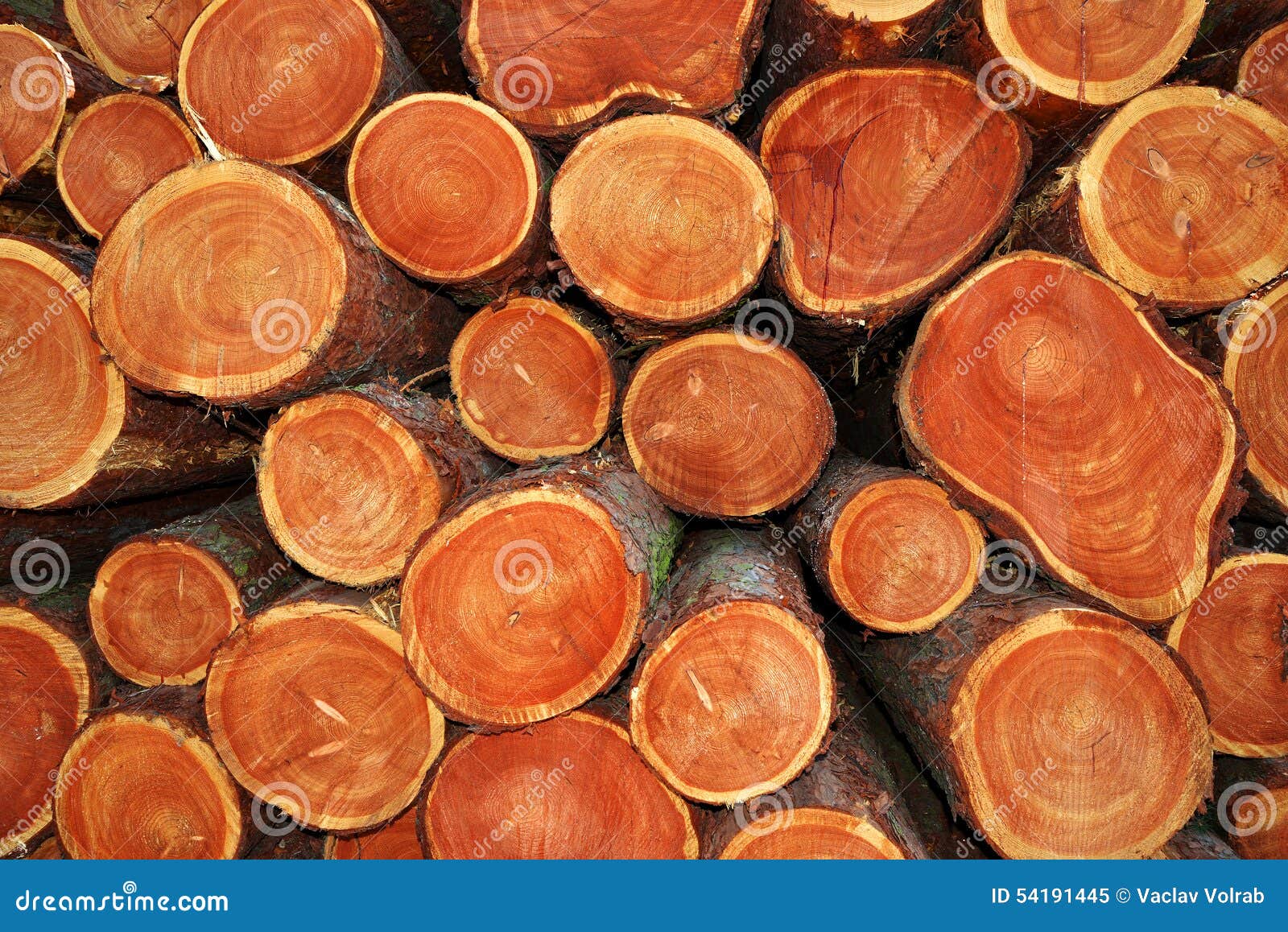 Cut tree trunks stock image. Image of aging, group, pattern - 54191445