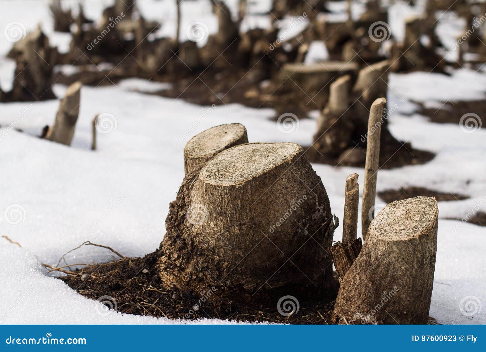 Cut Tree Trunks on a Snow Filed Stock Image - Image of body, ring: 87600923