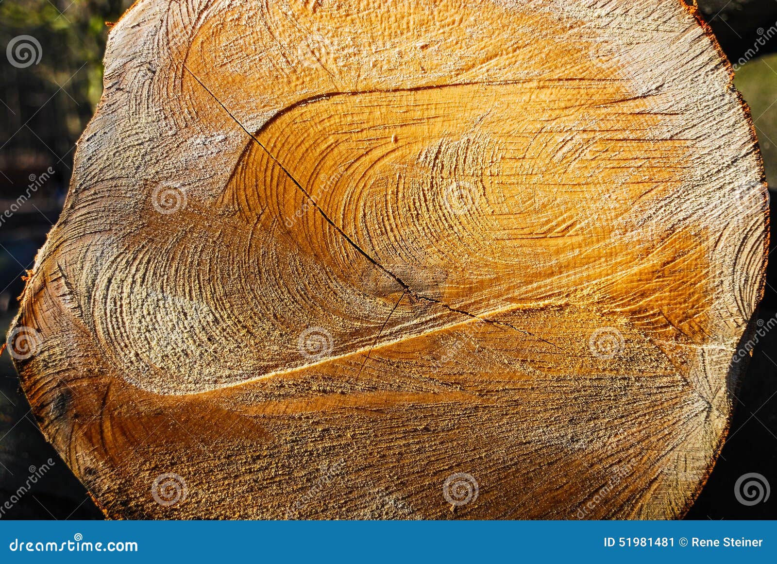 Cut Tree with Visible Age Rings and Cut Marks Stock Image - Image of ...