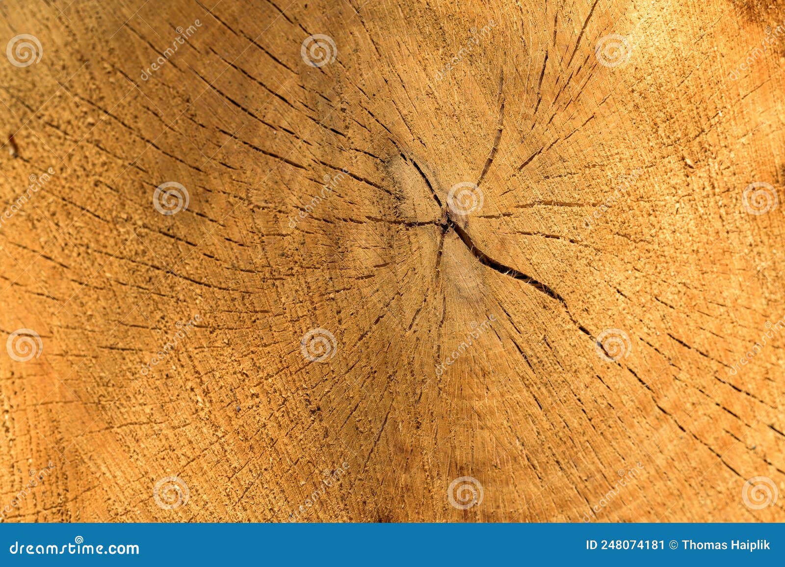 A Cut Tree with Visible Wood Grains Stock Image - Image of aged, macro ...