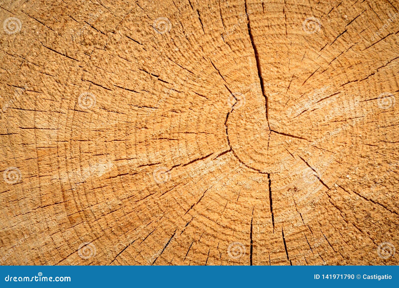 A Cut Tree with Visible Wood Grains, Old and Dry Tree Stock Photo ...