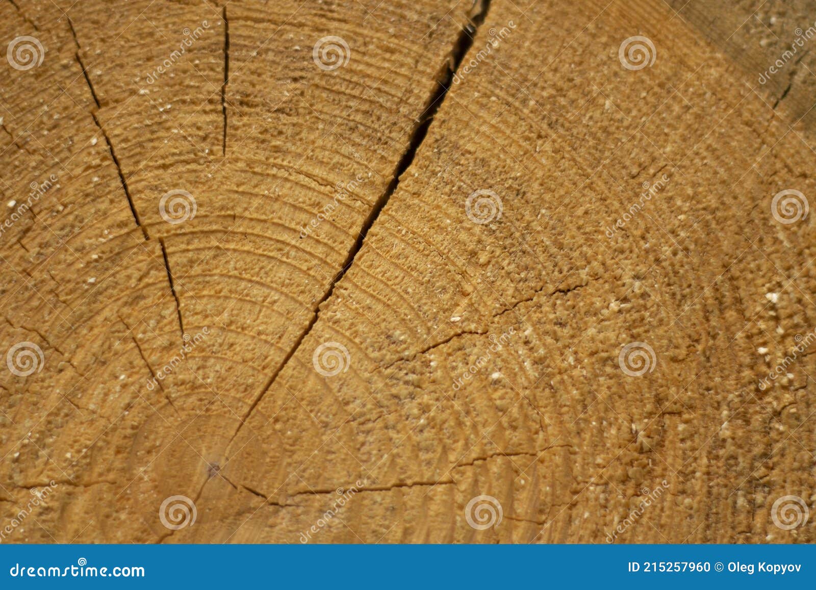 Cut a Tree. Withered Log. Freshly Sawn Spruce. Cracks in the Cut Log ...