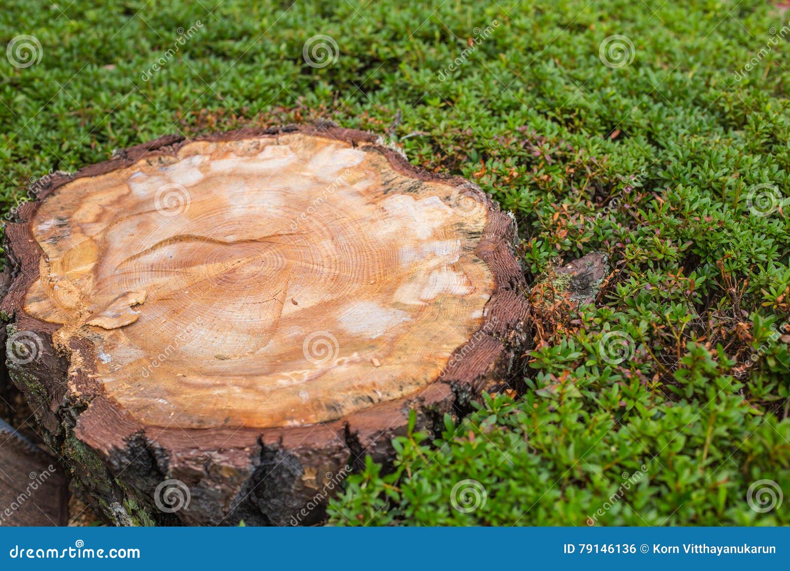 Cut Tree, Wood Cutted, Forest Encroachment Stock Photo - Image of ...