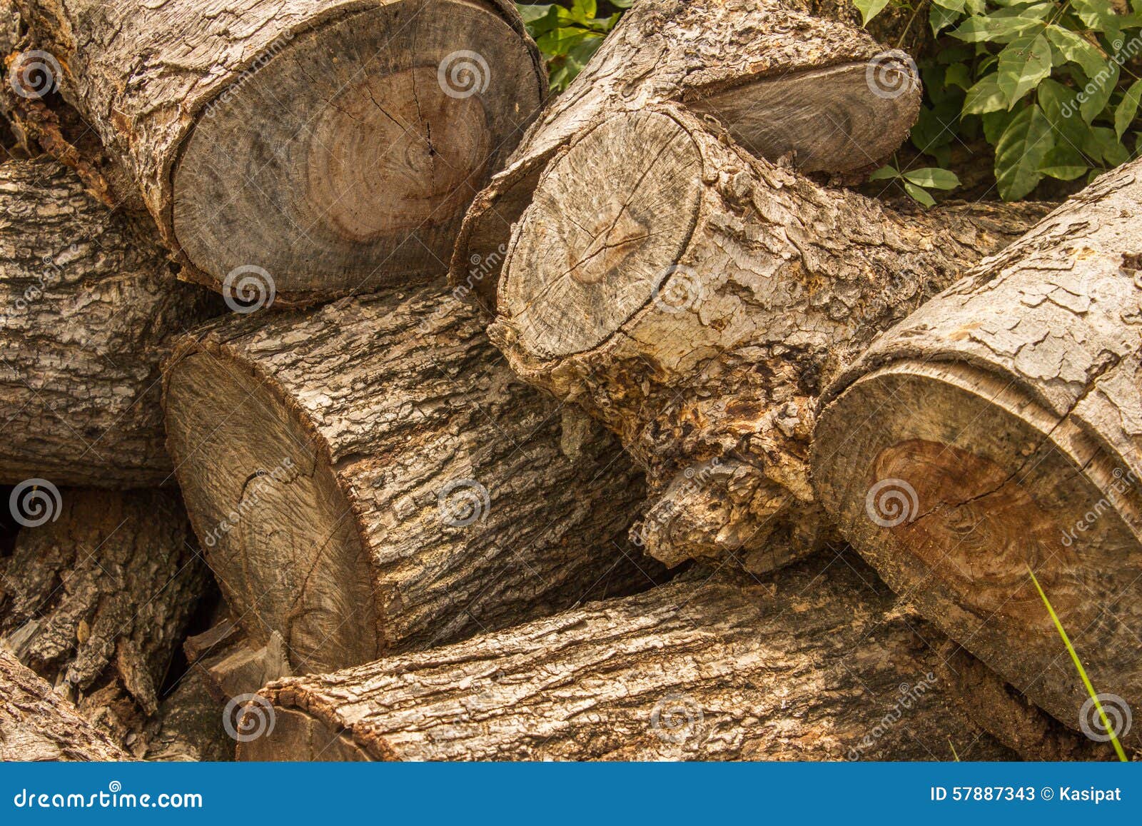 Cut tree wood stock image. Image of lumber, conservation - 57887343