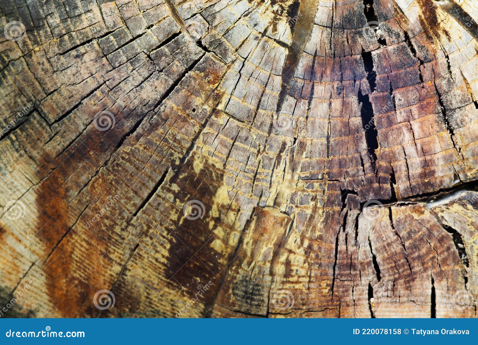 Cut a tree. Wood texture stock photo. Image of wood - 220078158
