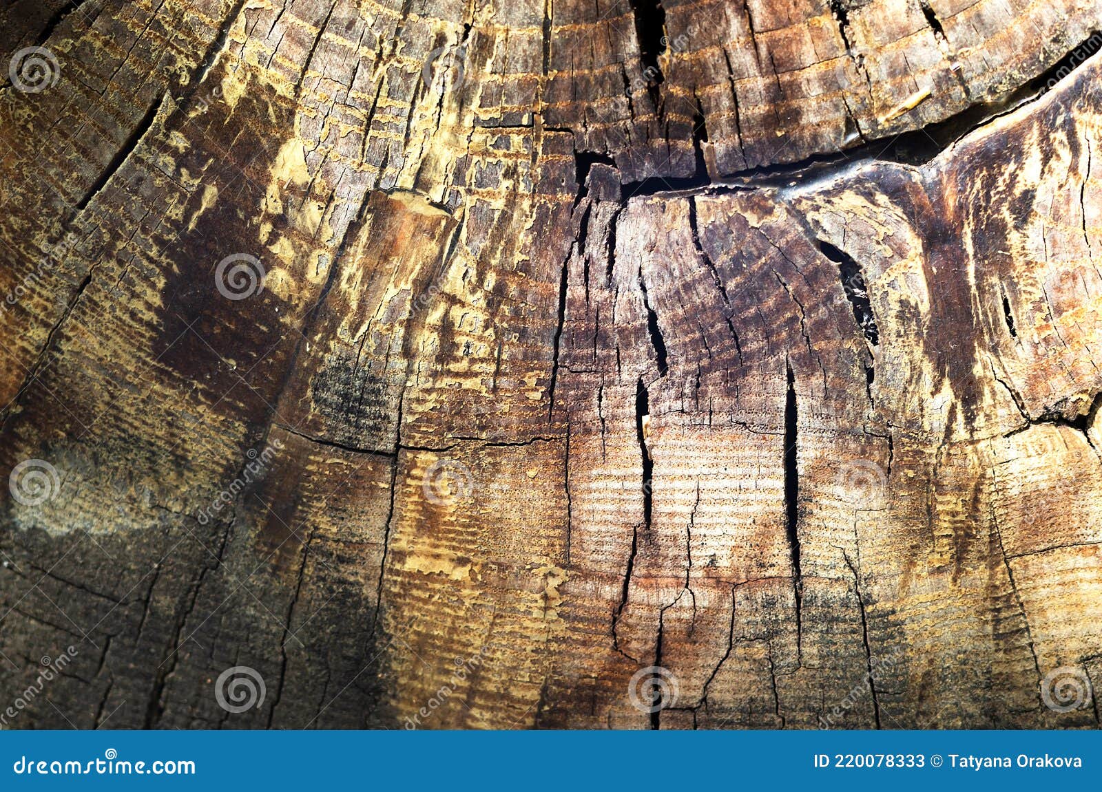 Cut a tree. Wood texture stock image. Image of tree - 220078333