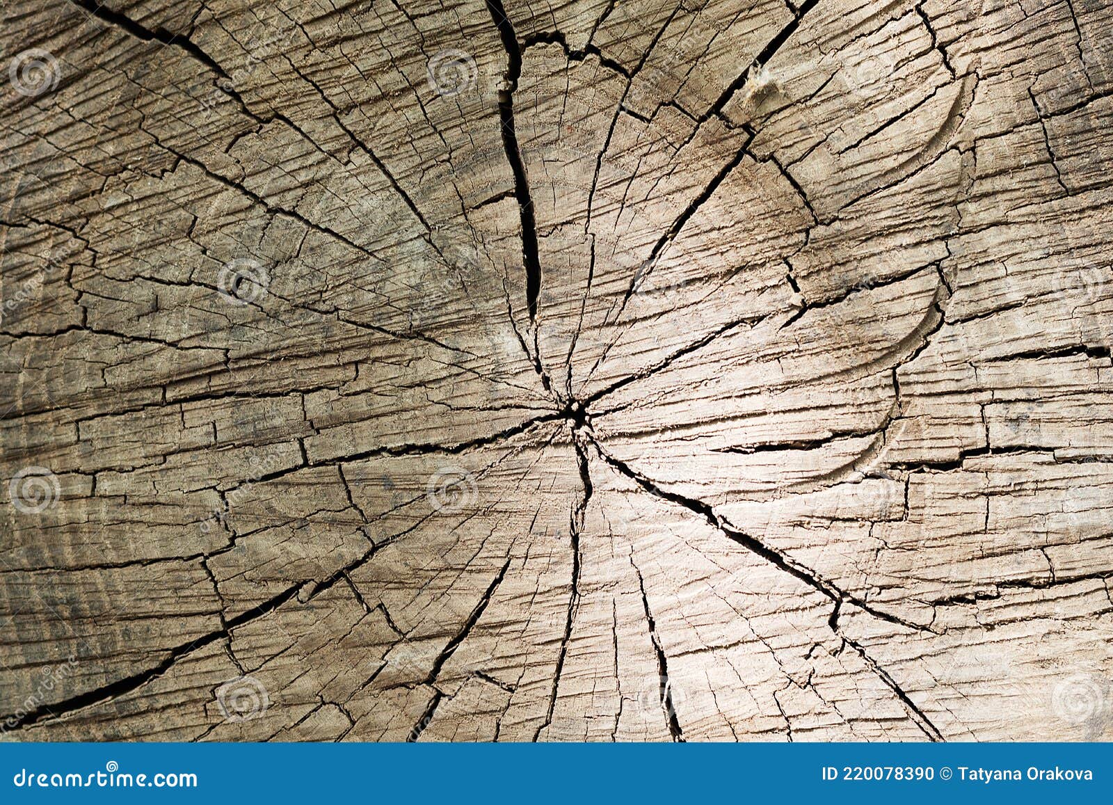 Cut a tree. Wood texture stock photo. Image of round - 220078390