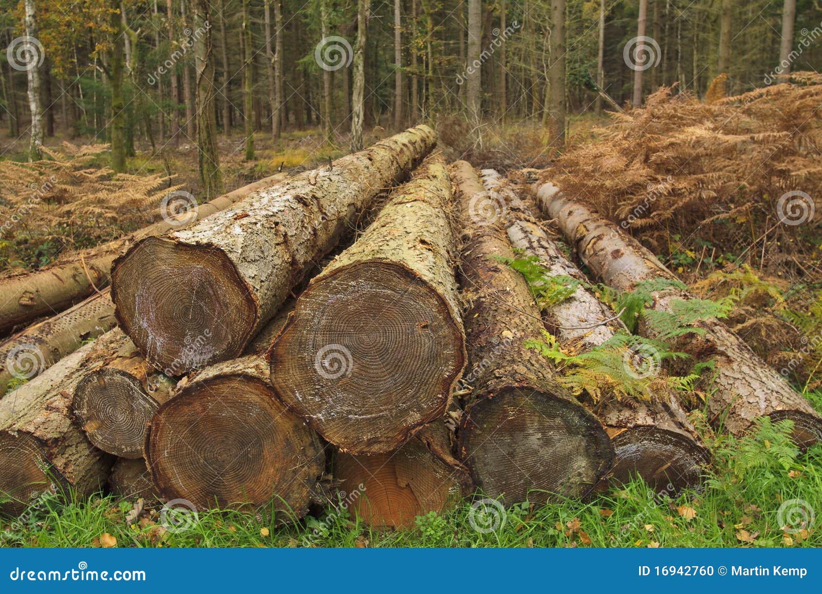 Cut Trees stock photo. Image of natural, country, logging - 16942760