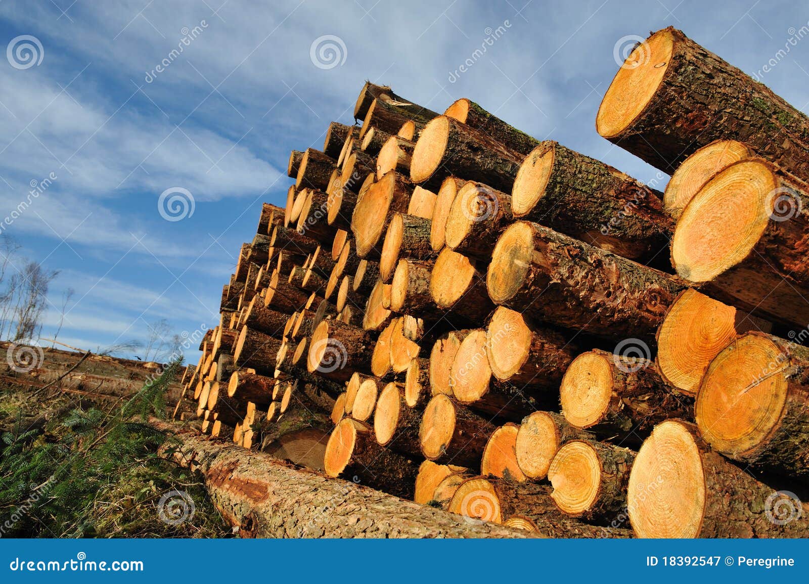 Cut trees stock image. Image of environment, block, blue - 18392547