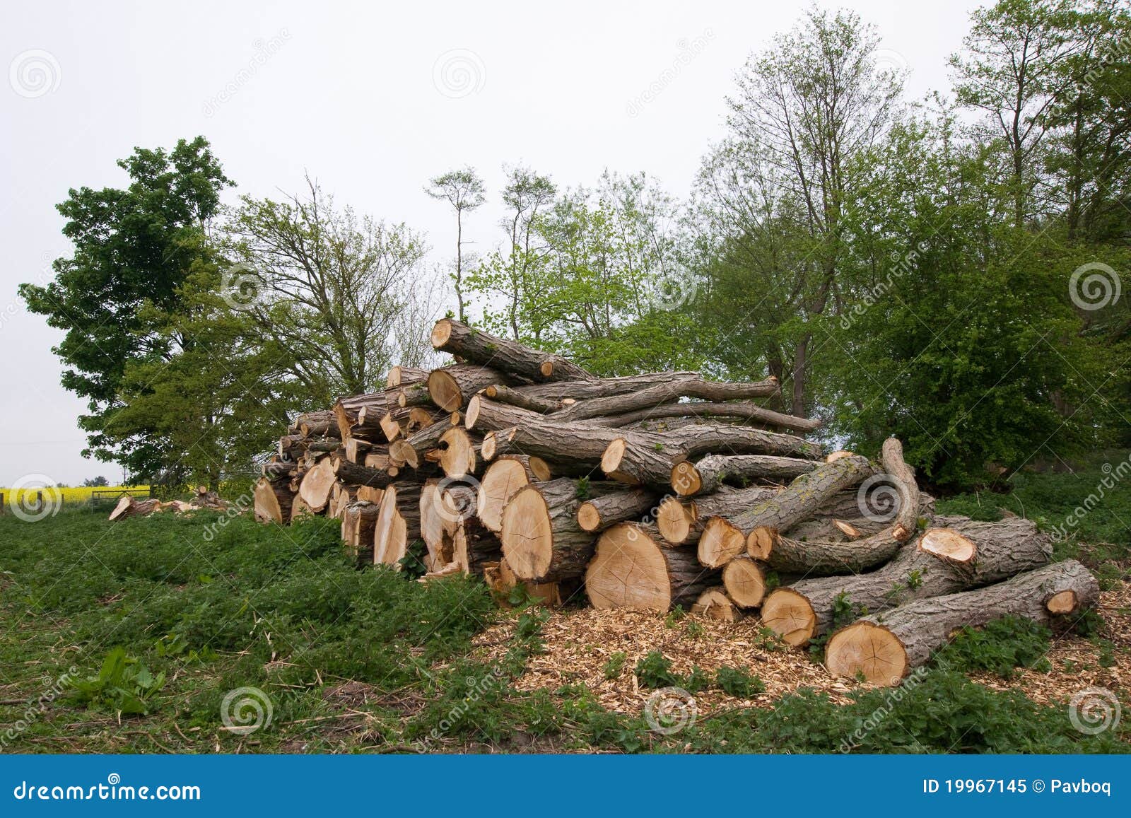 Cut trees stock image. Image of forrest, wood, stumps - 19967145