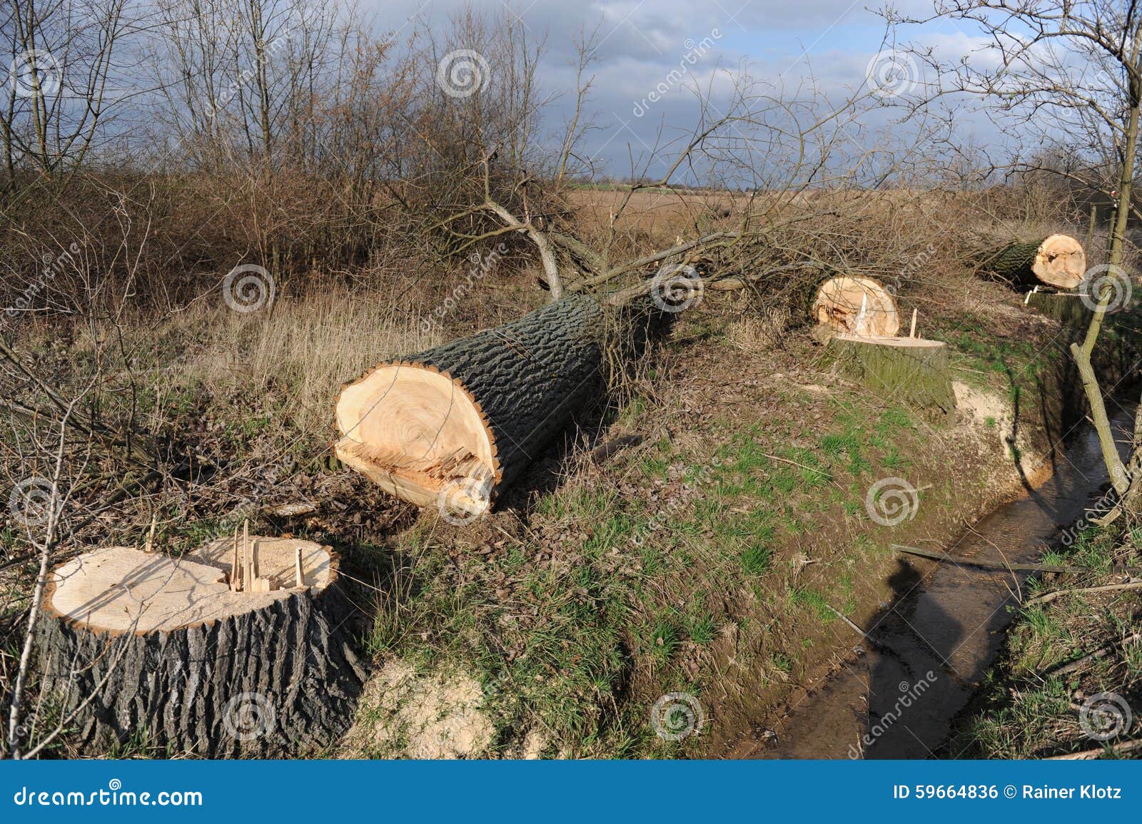 Cut trees editorial photo. Image of outside, logger, carpentry - 59664836