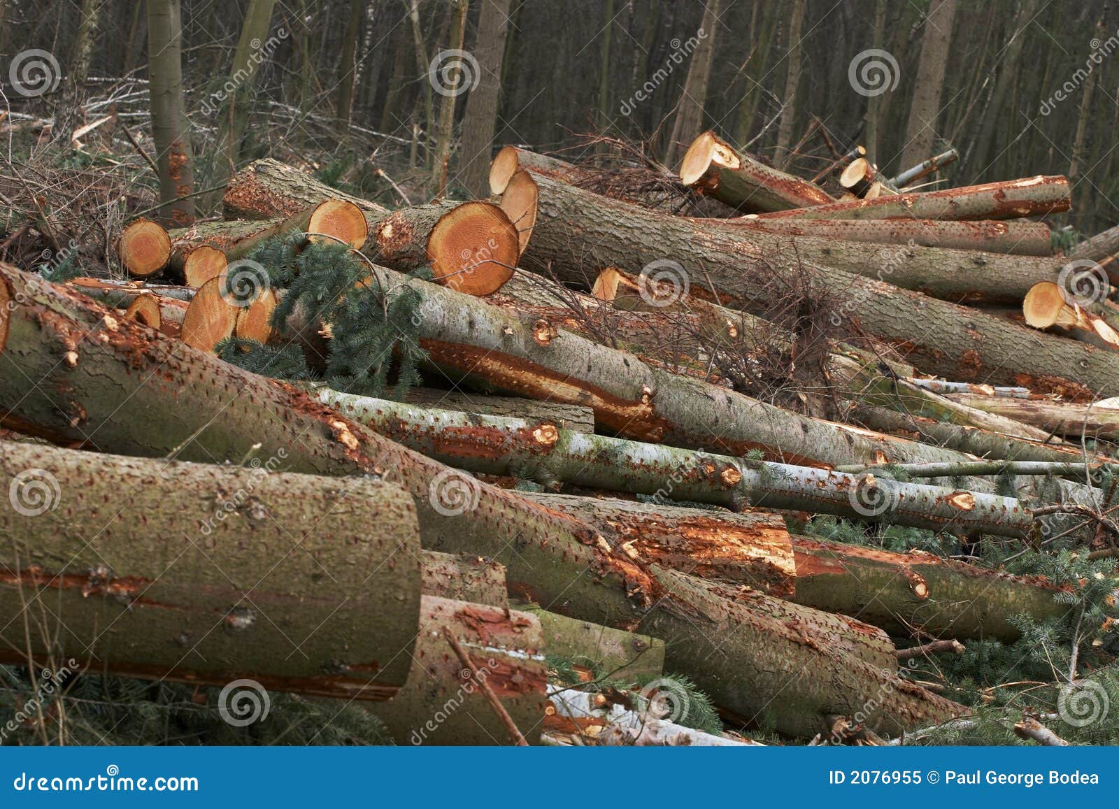 Cut trees down stock image. Image of roots, brown, cuted - 2076955