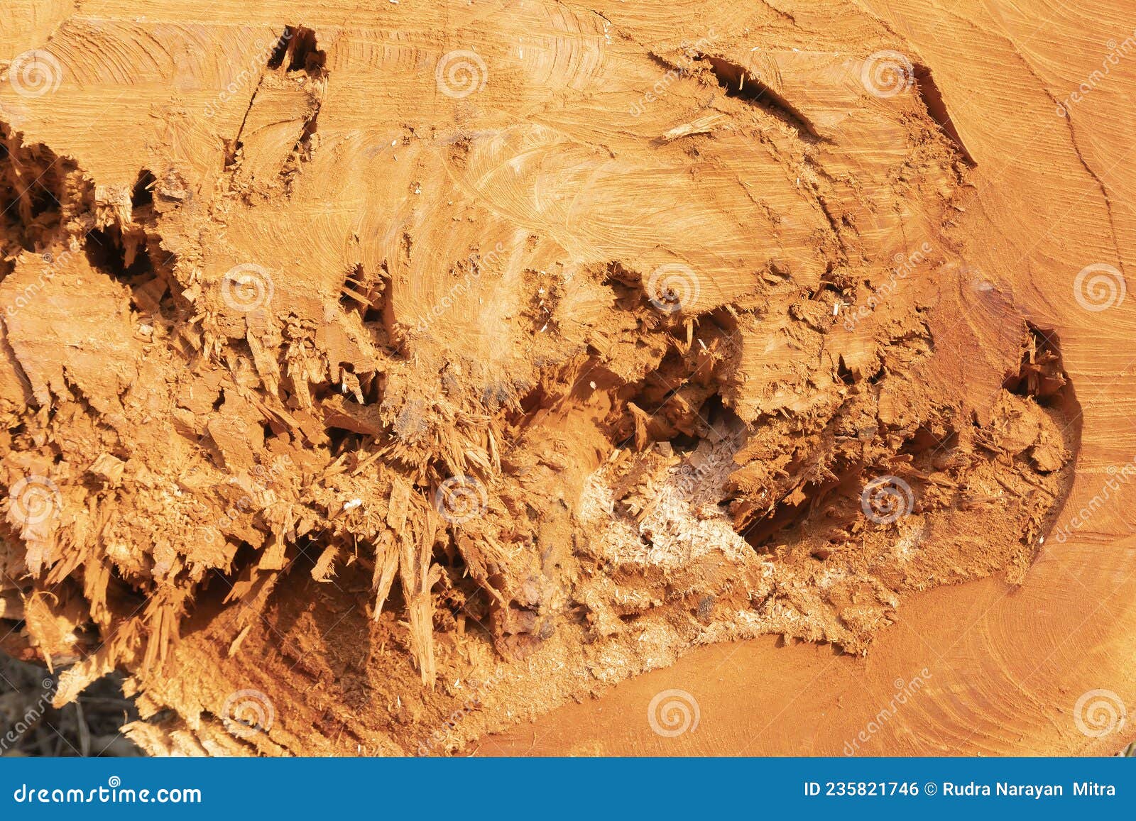 Cut Trees, Enviroment Damage Causing Climate Change Stock Photo - Image ...