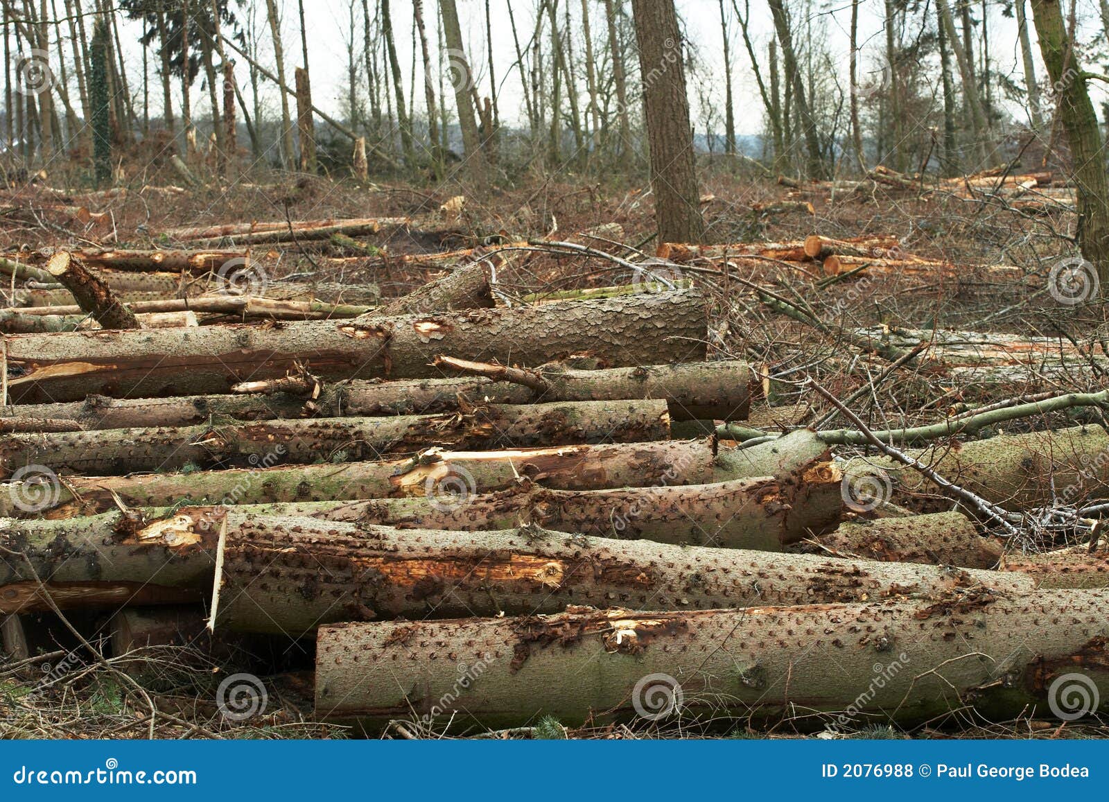 Cut trees in a forest stock photo. Image of roots, sticks - 2076988