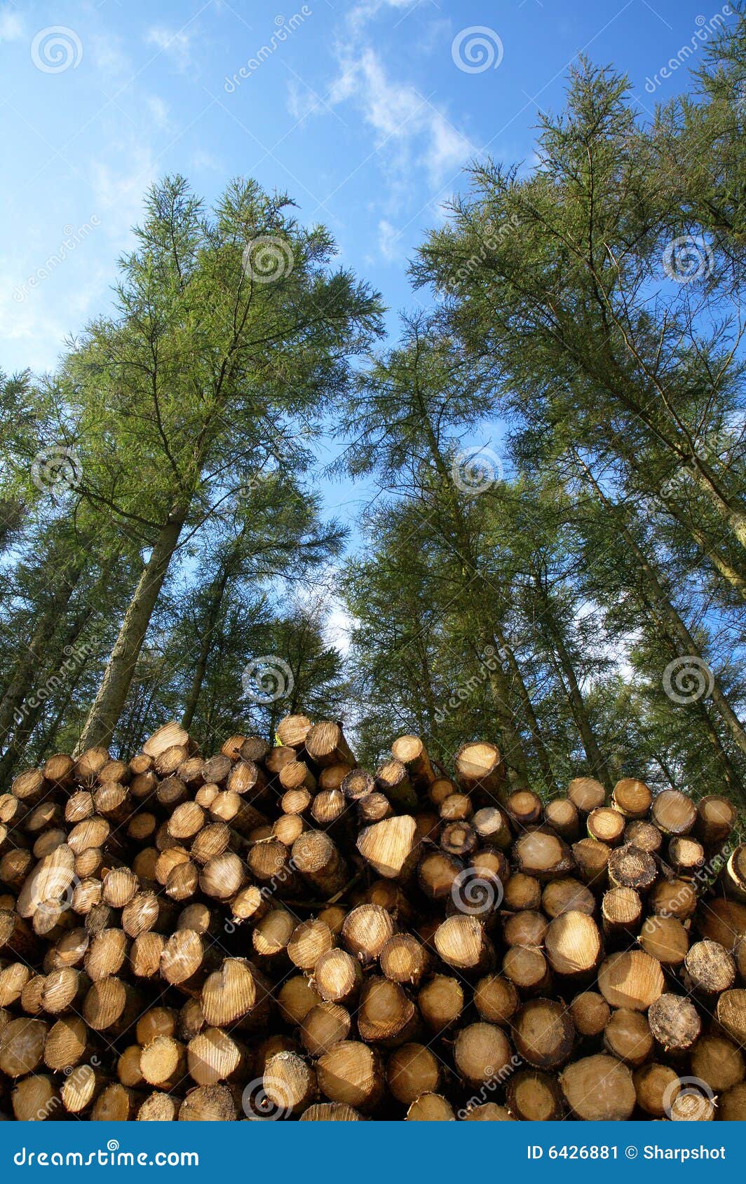 Cut trees in a forest. stock image. Image of lumber, green - 6426881
