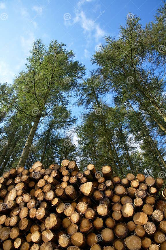 Cut trees in a forest. stock image. Image of lumber, green - 6426881
