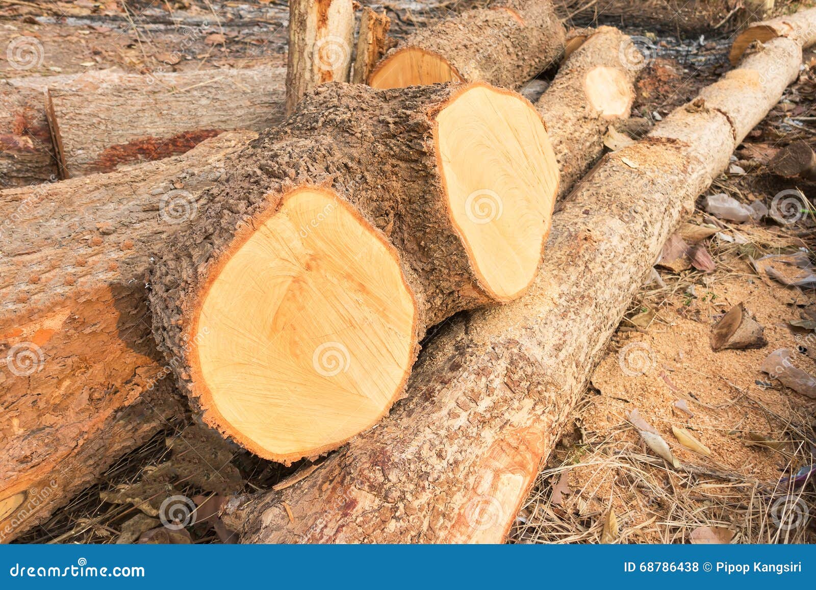 Cut trees stock photo. Image of lumber, background, timber - 68786438