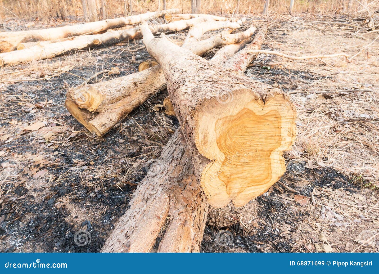 Cut trees stock image. Image of firewood, timber, wooden - 68871699
