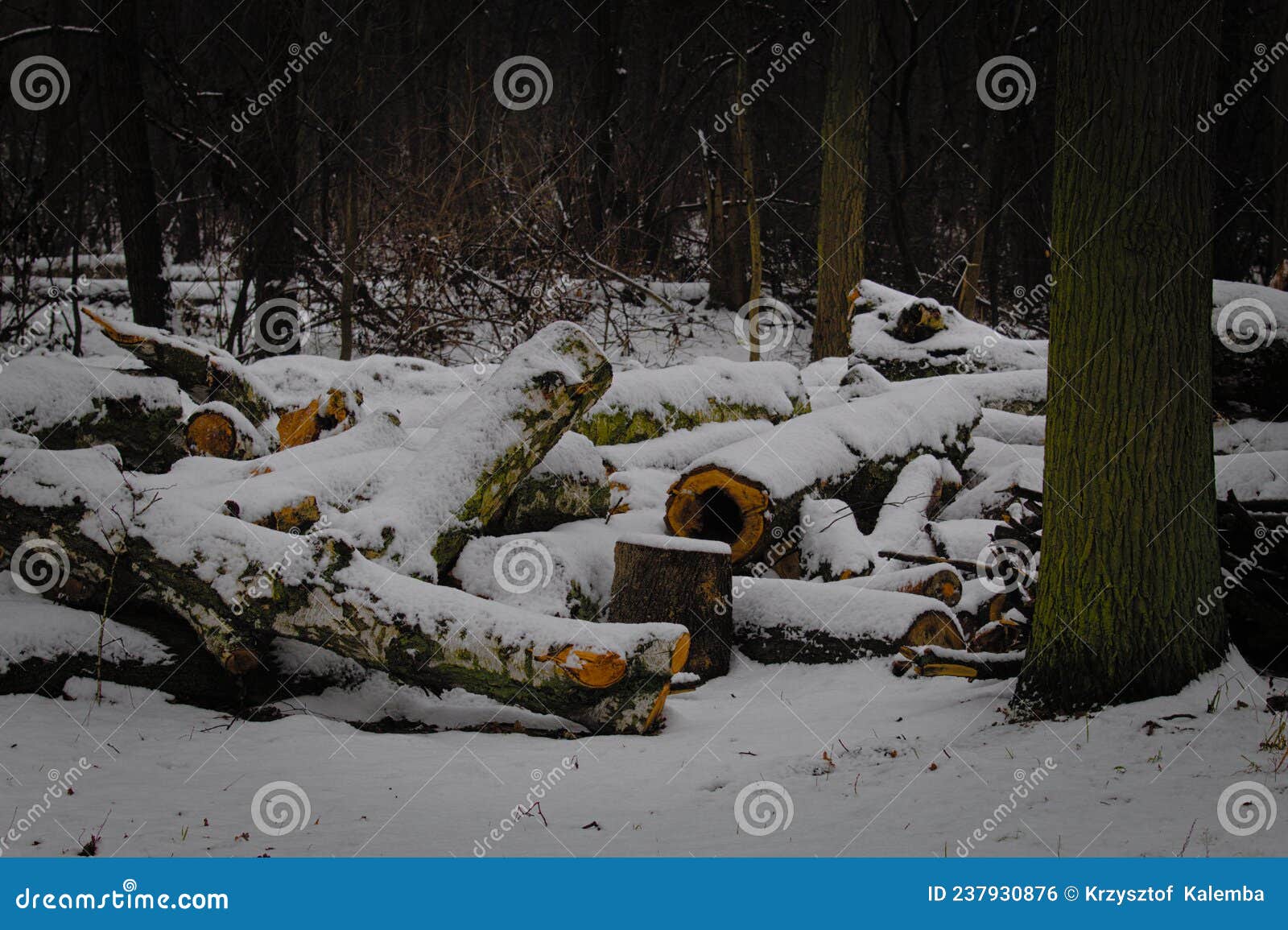 Cut trees in the forest stock photo. Image of forestry - 237930876