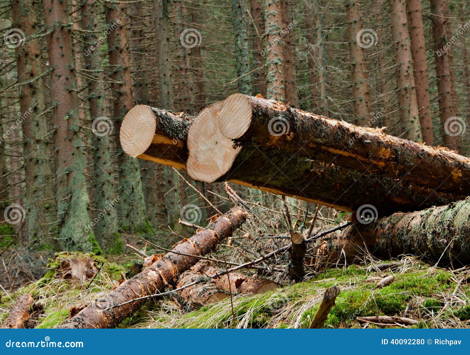 Cut trees in forest stock photo. Image of green, deforestation - 40092280
