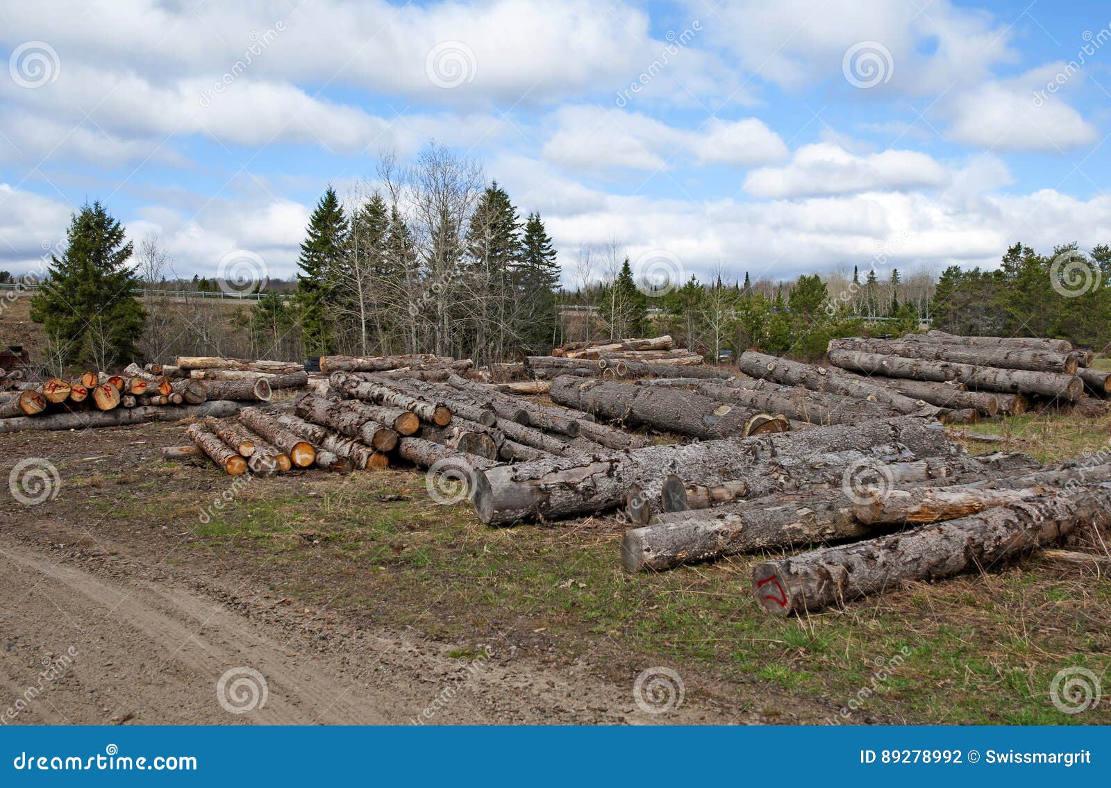Cut Trees Laying,on the Farm Land Stock Photo - Image of brown, pile ...