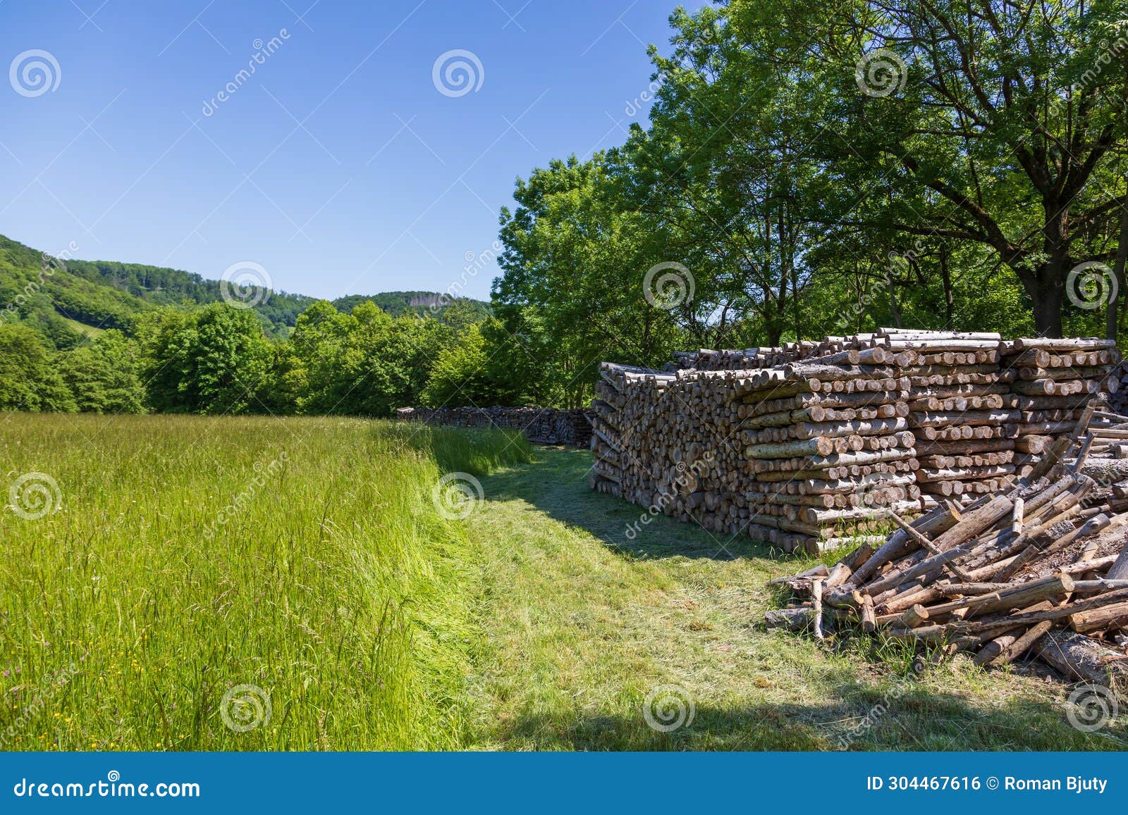 Cut Trees for Logs are Stacked and Prepared for Heating Stock Photo ...